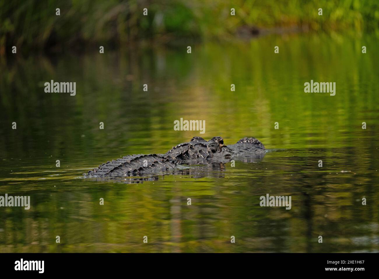 Swimming alligator in the Okefenokee National Wildlife Refuge in ...