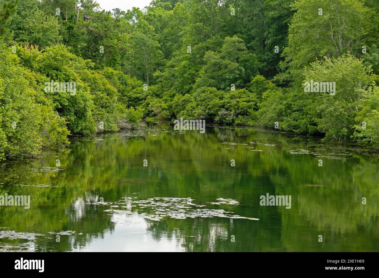 Landscape in the Magnolia Springs State Park in Georgia Stock Photo - Alamy