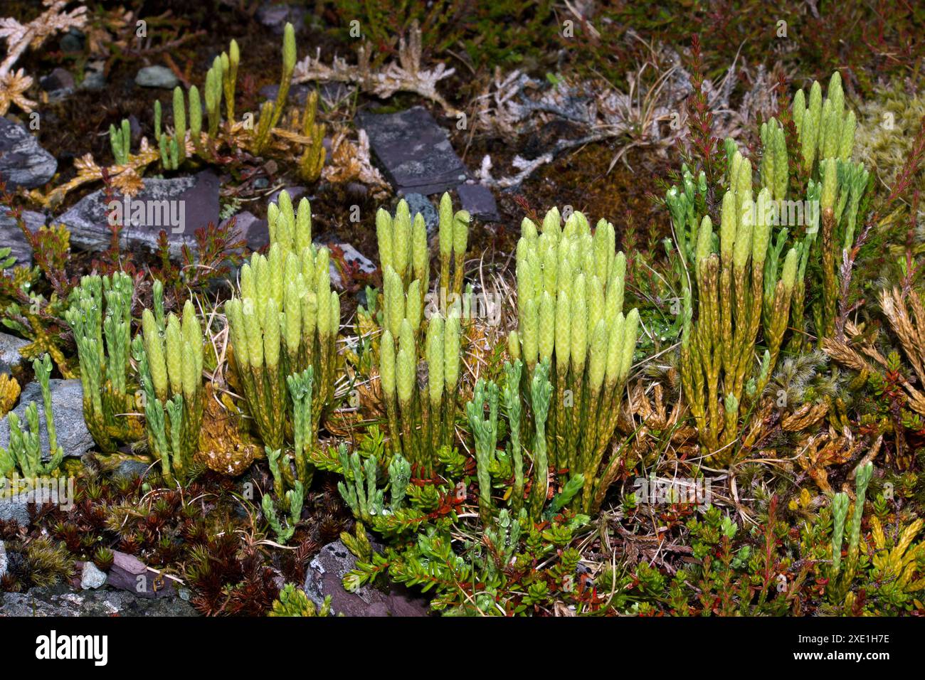 Leica cl with a macro elmarit tl 60 mm f 2 8 lens hi-res stock ...