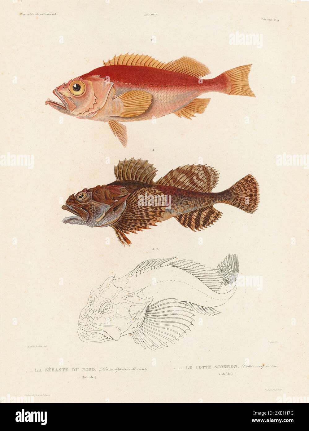 Common scabbardfish hi-res stock photography and images - Alamy