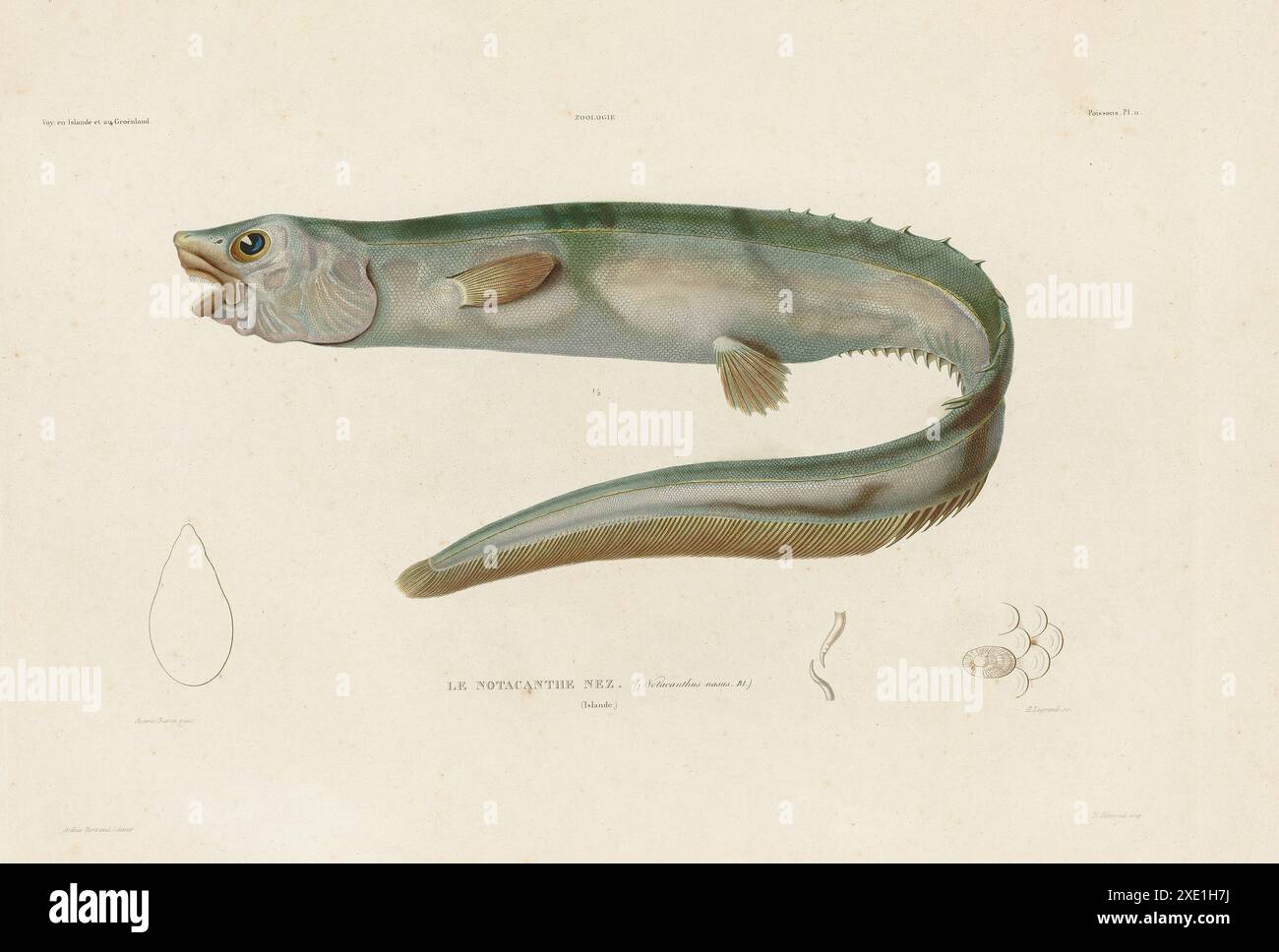 Notacanthus nasus hi-res stock photography and images - Alamy