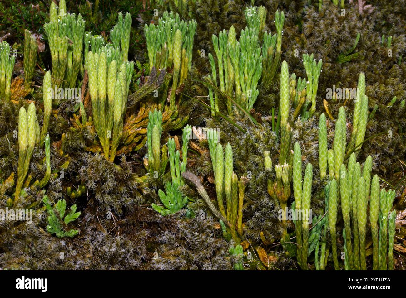 Leica cl with a macro elmarit tl 60 mm f 2 8 lens hi-res stock ...