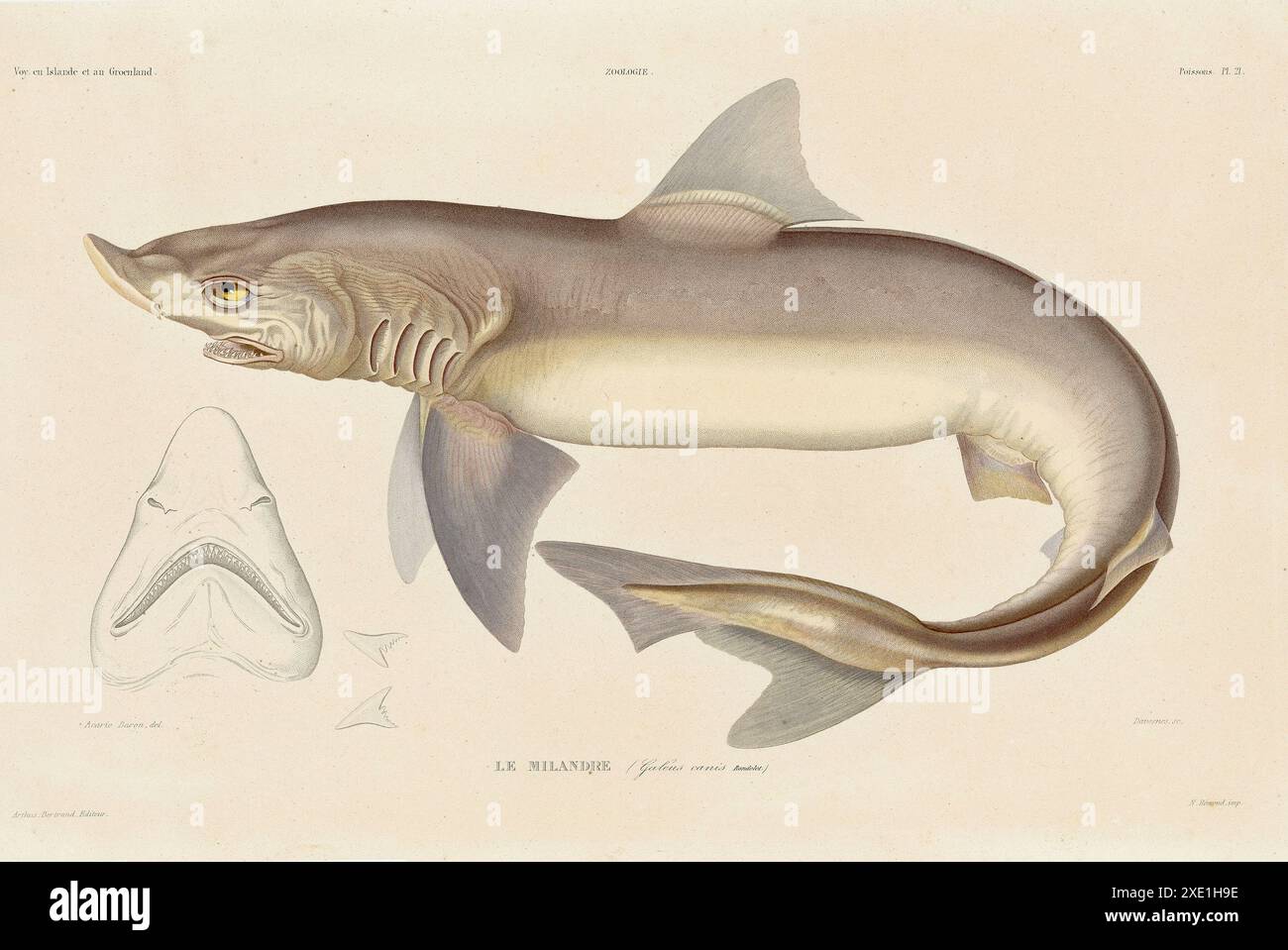 Tope shark hi-res stock photography and images - Alamy
