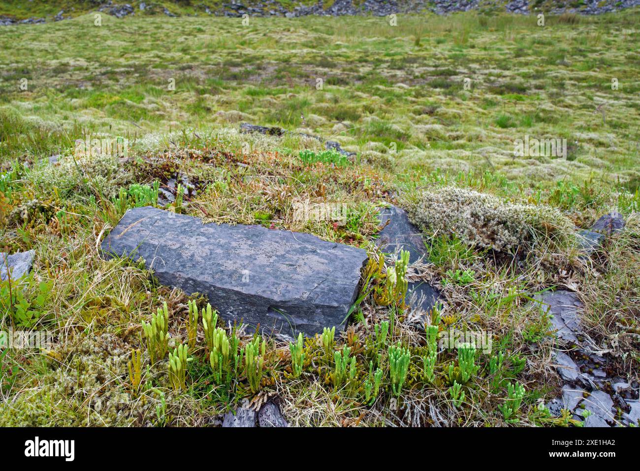 Clubmoss with circumpolar distribution hi-res stock photography and ...