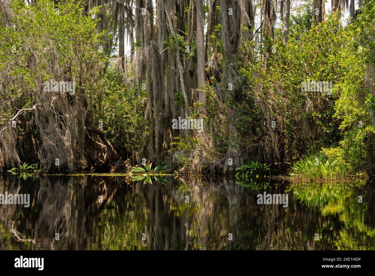 Swamp landscape in the Okefenokee National Wildlife Refuge in Georgia ...