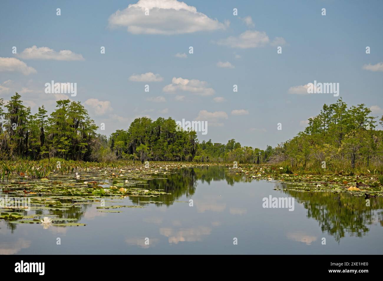 Swamp landscape in the Okefenokee National Wildlife Refuge in Georgia ...