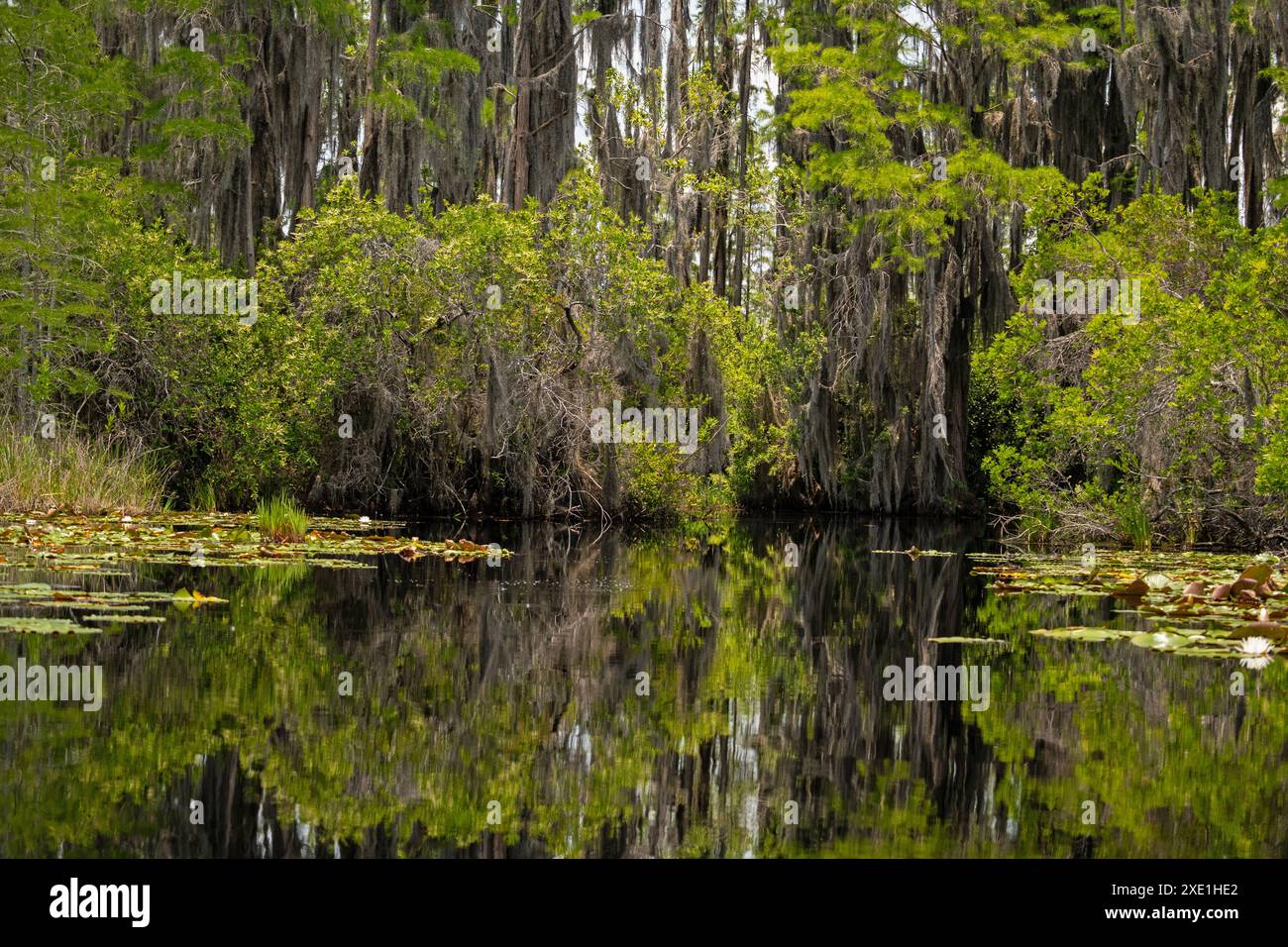 Swamp landscape in the Okefenokee National Wildlife Refuge in Georgia ...