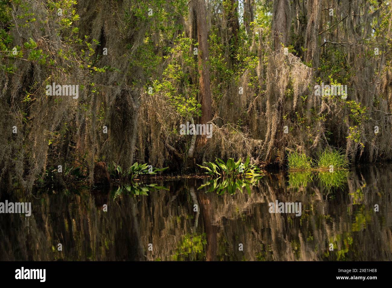 Swamp landscape in the Okefenokee National Wildlife Refuge in Georgia ...