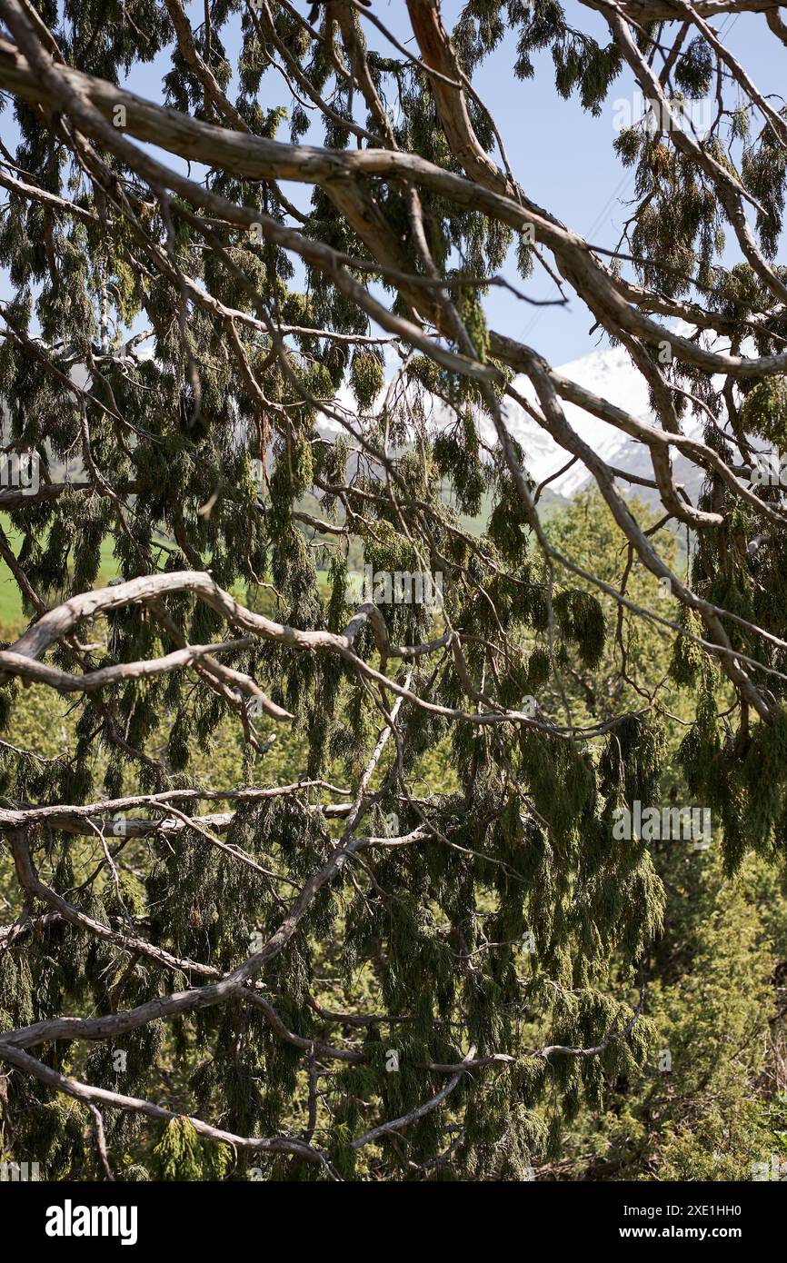 Green coniferous trees in Cupressaceae, cypress family. Wild plant ...