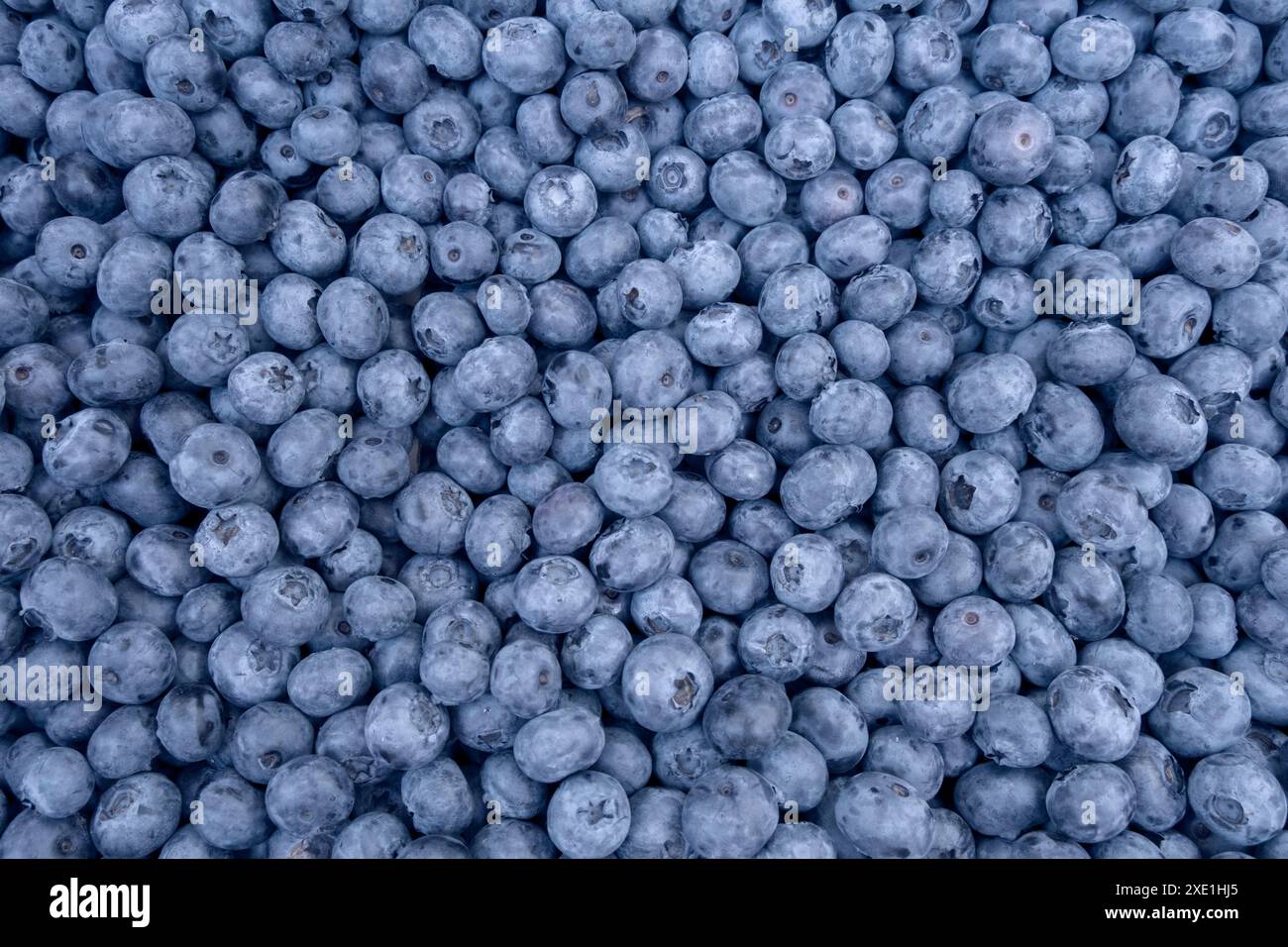Fresh Delicious blueberries backgrounds. Texture of blueberry berries ...