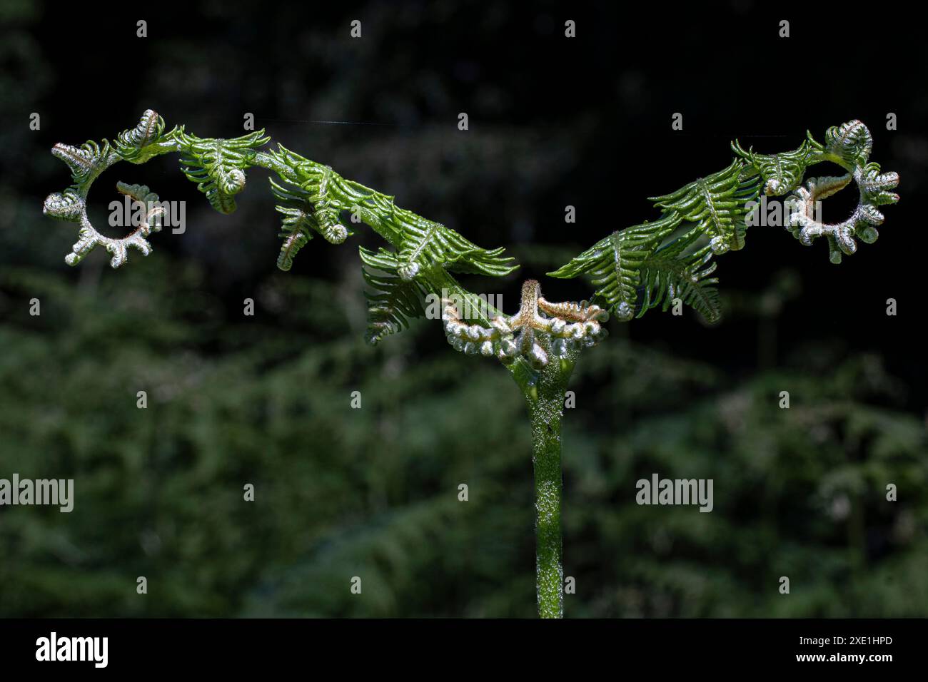 Stem with fronds of a fern plant Stock Photo - Alamy