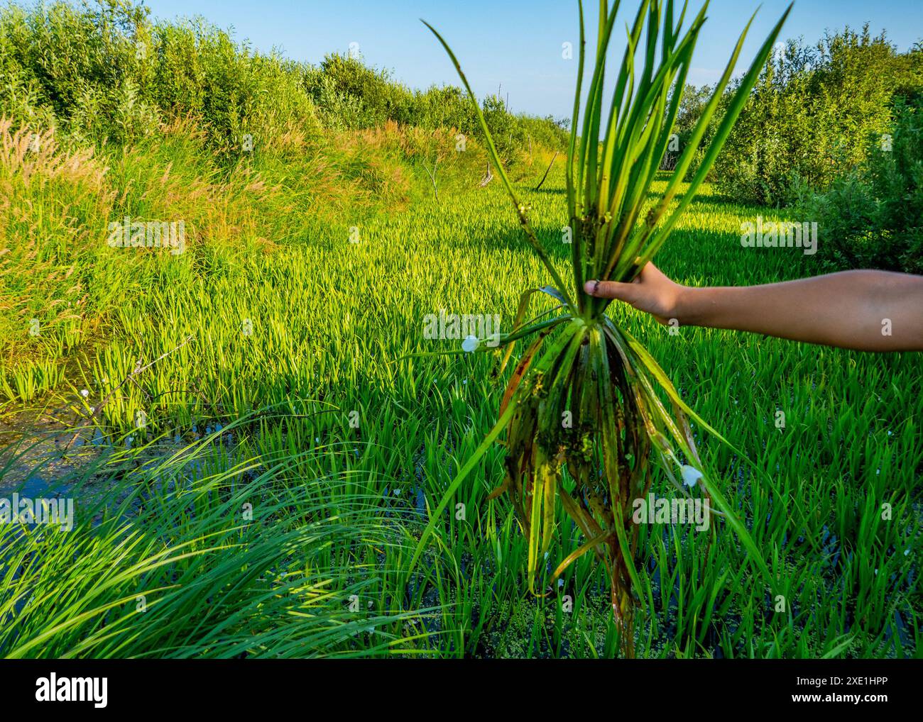 Silted backwater hi-res stock photography and images - Alamy
