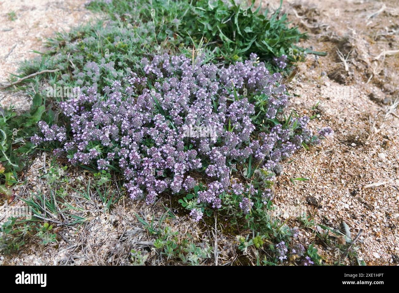 Creeping thyme (Thymus serpyllum Stock Photo - Alamy