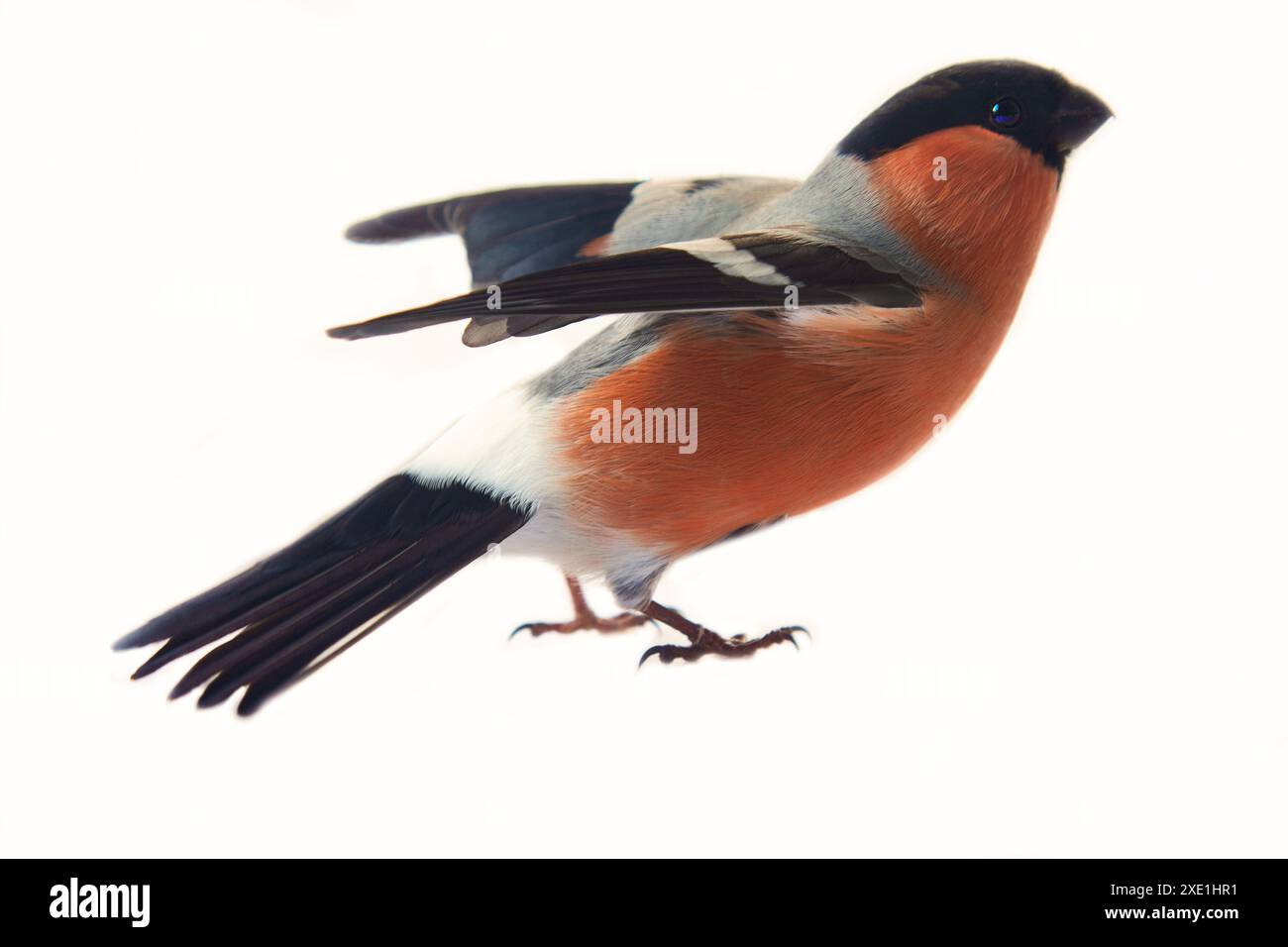 Male bird of paradise Cut Out Stock Images & Pictures - Alamy