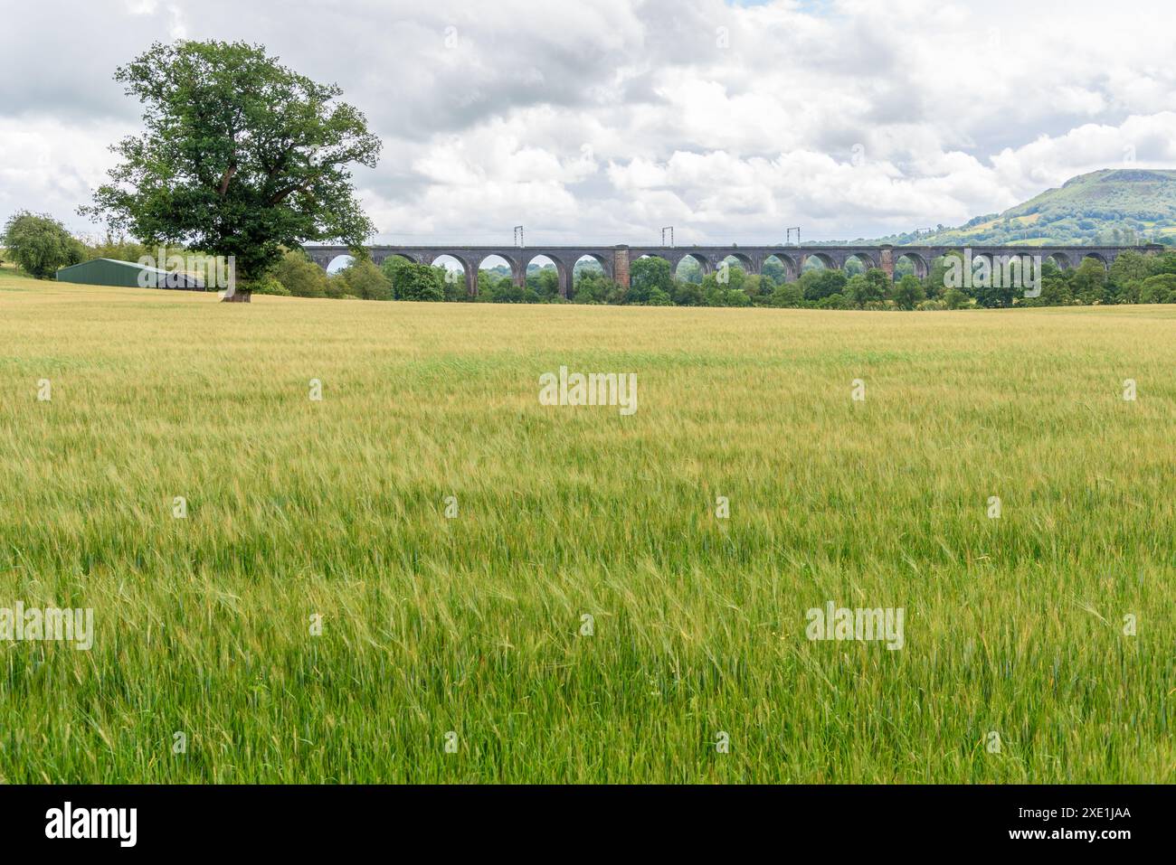 Old railway viaduct at the far end of a barley field on a cloudy summer ...