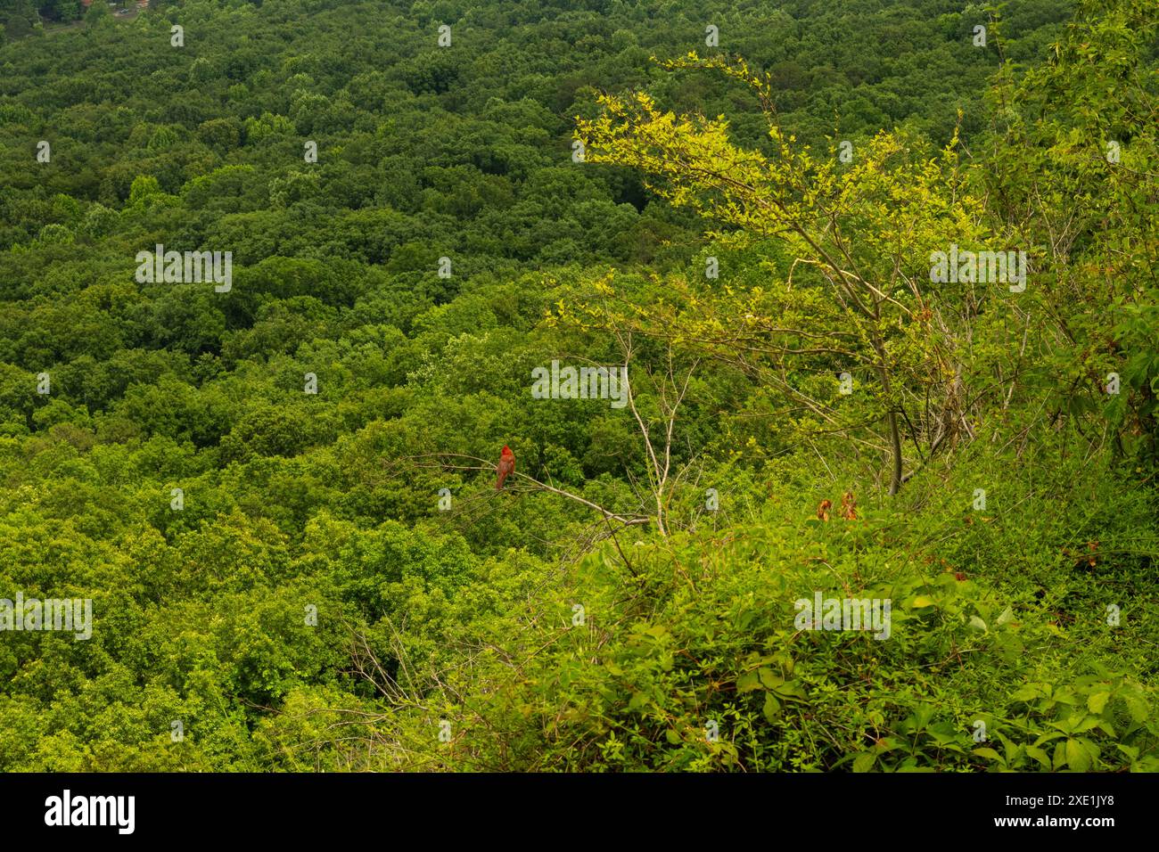 Tennessee weather hi-res stock photography and images - Alamy