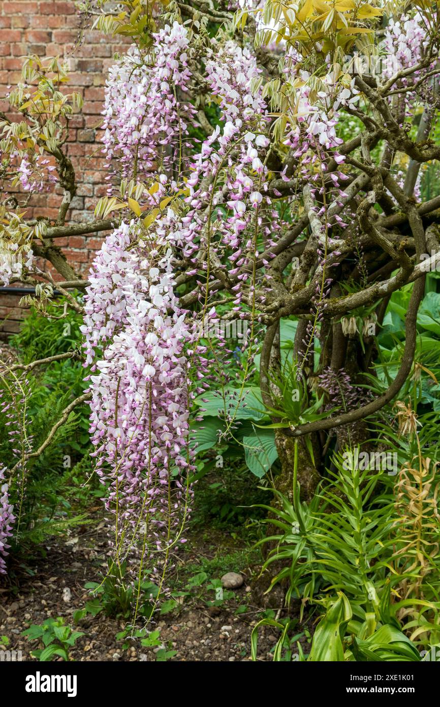 The long pergola with flowering wisteria hi-res stock photography and ...