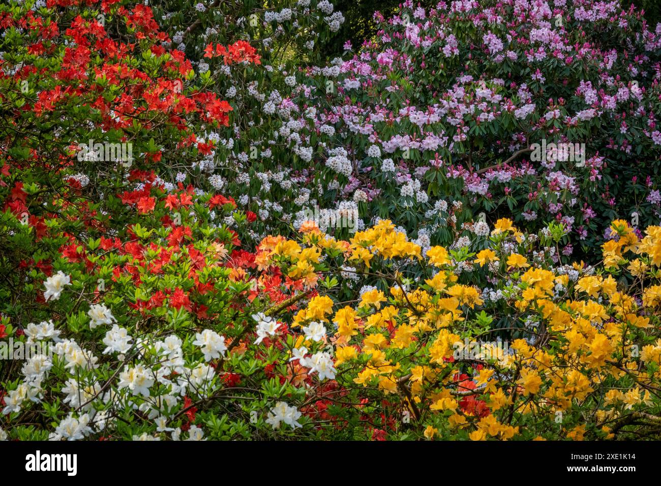 Shrubs for acidic soil hi-res stock photography and images - Alamy