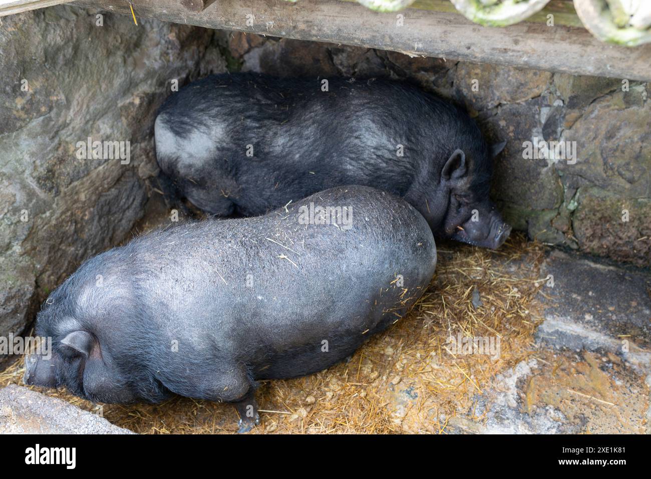 Sow pig laying down hi-res stock photography and images - Alamy