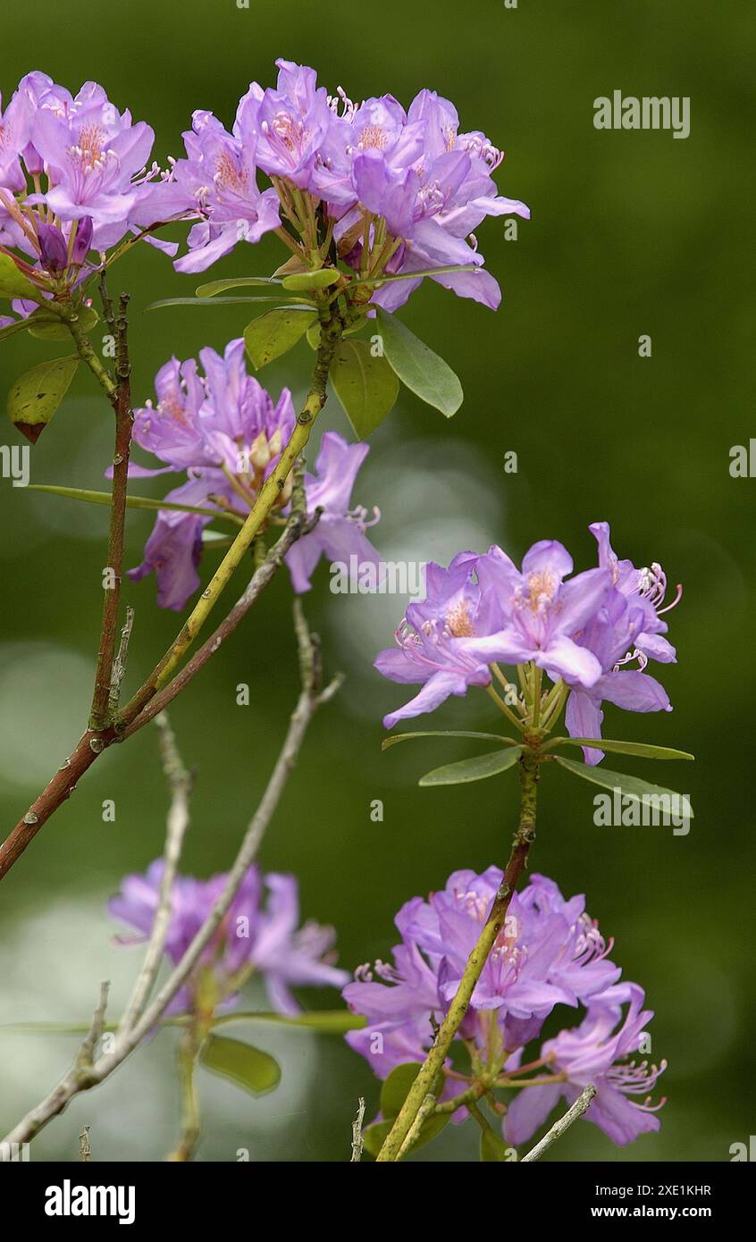 Azalea rhododendron sp hi-res stock photography and images - Alamy