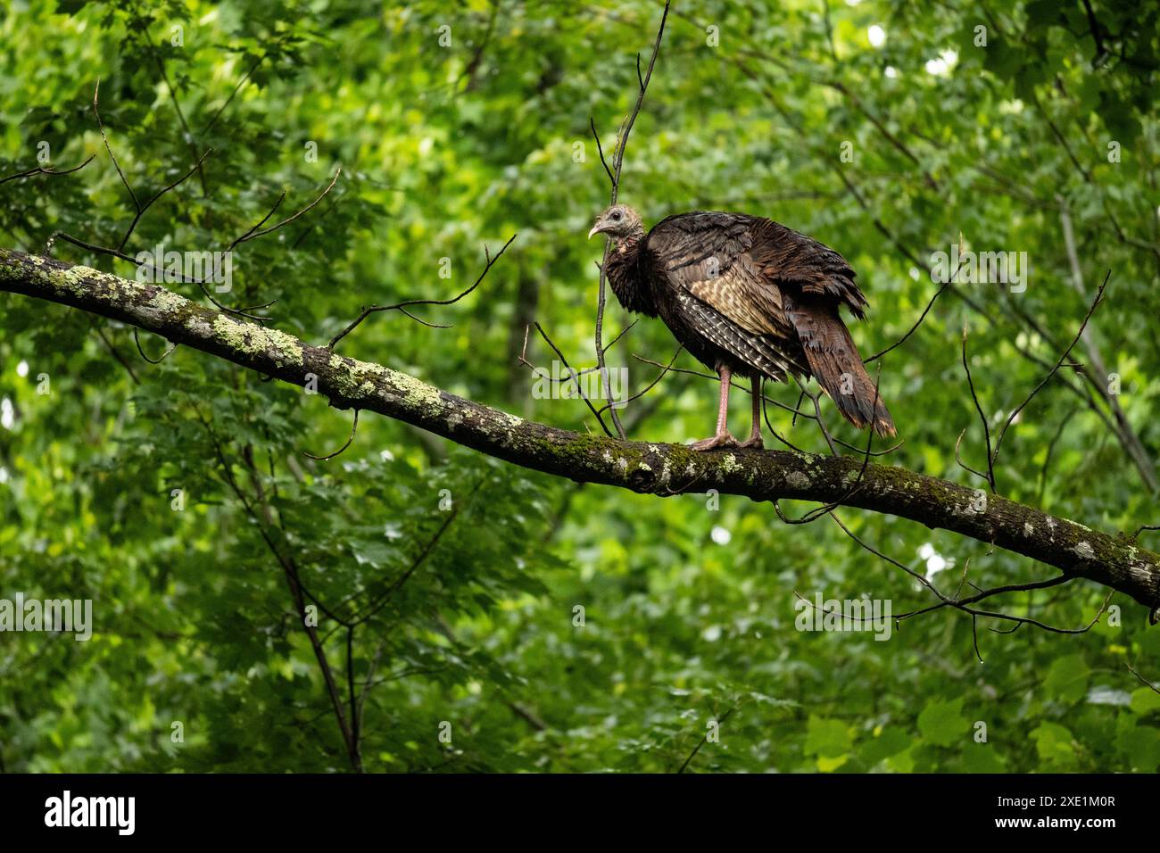 Wild turkey on a tree in the Great Smoky Mountains National Park Stock ...