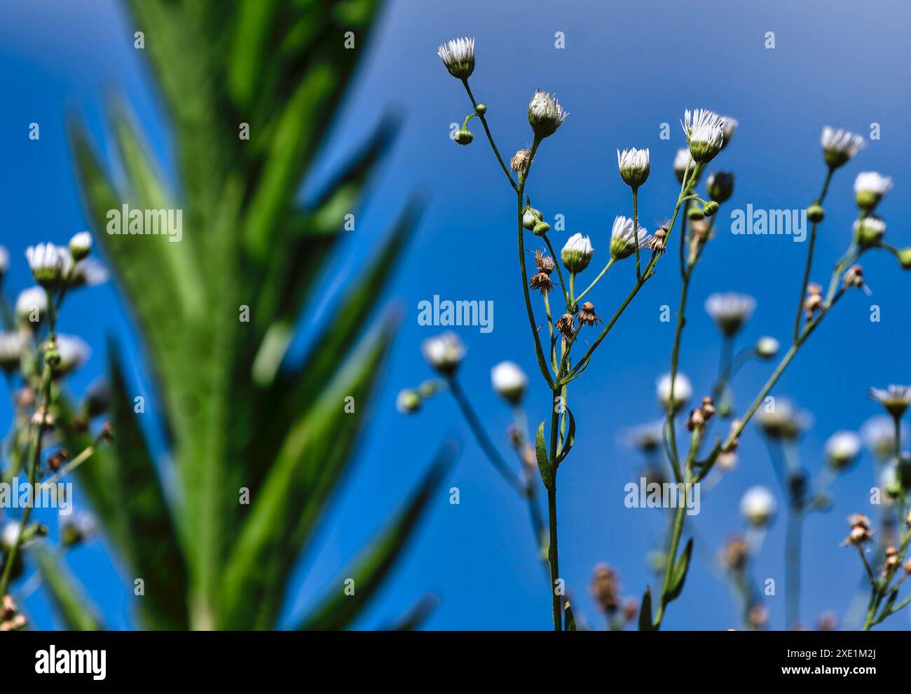 Very tall plant reaches for the sky Stock Photo - Alamy