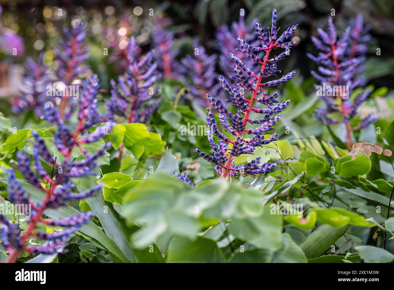 Aechmea blue tango bromeliads hi-res stock photography and images - Alamy