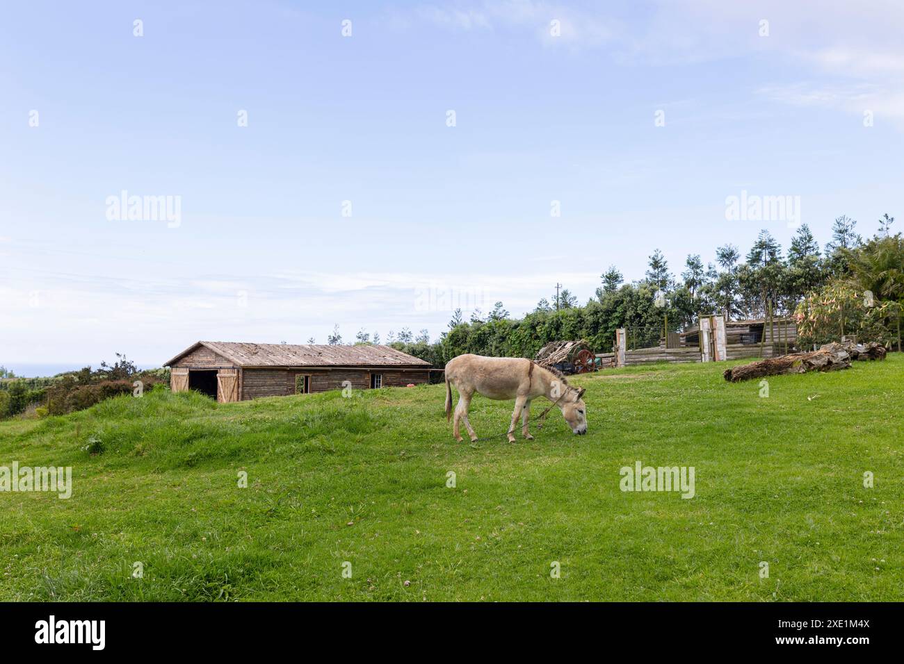 Donkey cow on field hi-res stock photography and images - Alamy