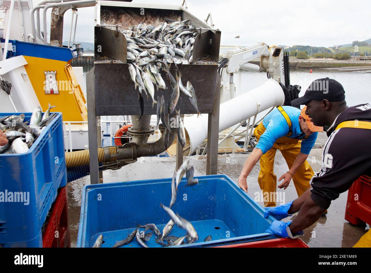 Mackerels, unloading fish from boat at port with a suction pump ...