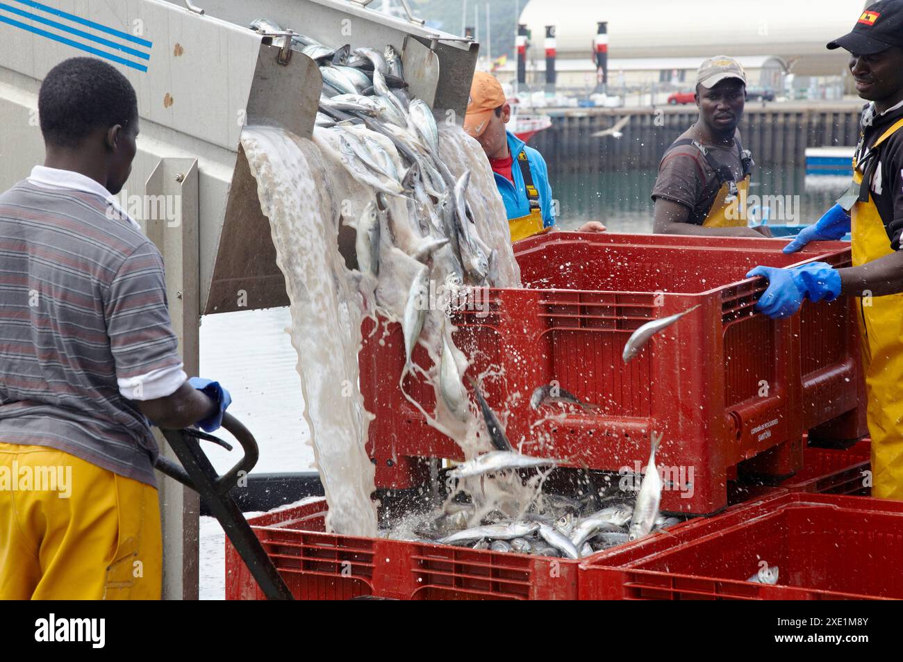 Mackerels, unloading fish from boat at port with a suction pump ...
