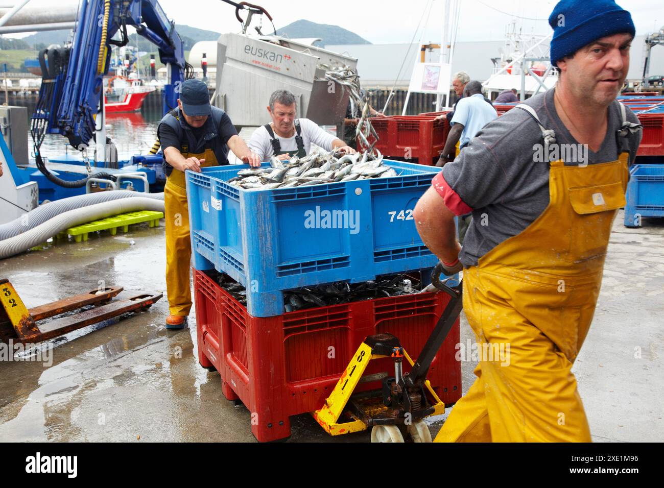 Mackerels, unloading fish from boat at port with a suction pump ...