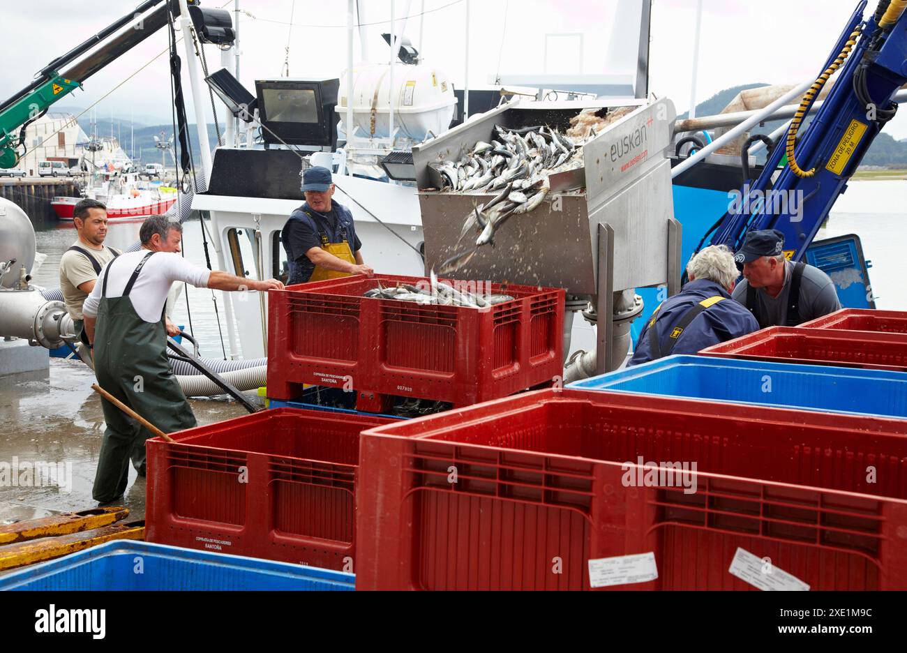 Mackerels, unloading fish from boat at port with a suction pump ...