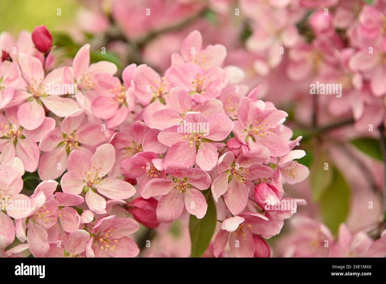 Close up pink Asian wild crabapple tree blossom with leaves over green ...