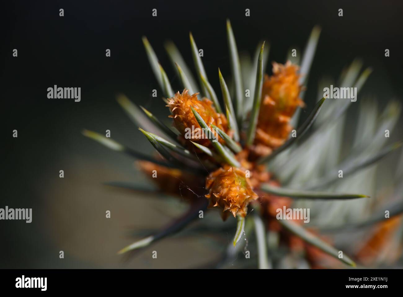 Pine cones spruce tree hi-res stock photography and images - Alamy