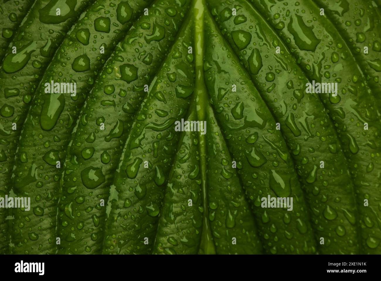 Green leaf rain drops hi-res stock photography and images - Alamy