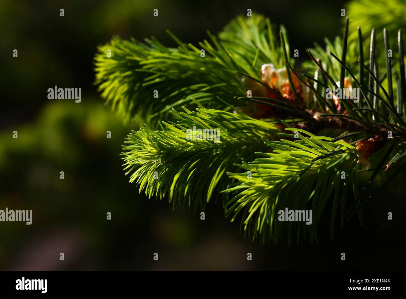 New cones pine hi-res stock photography and images - Alamy