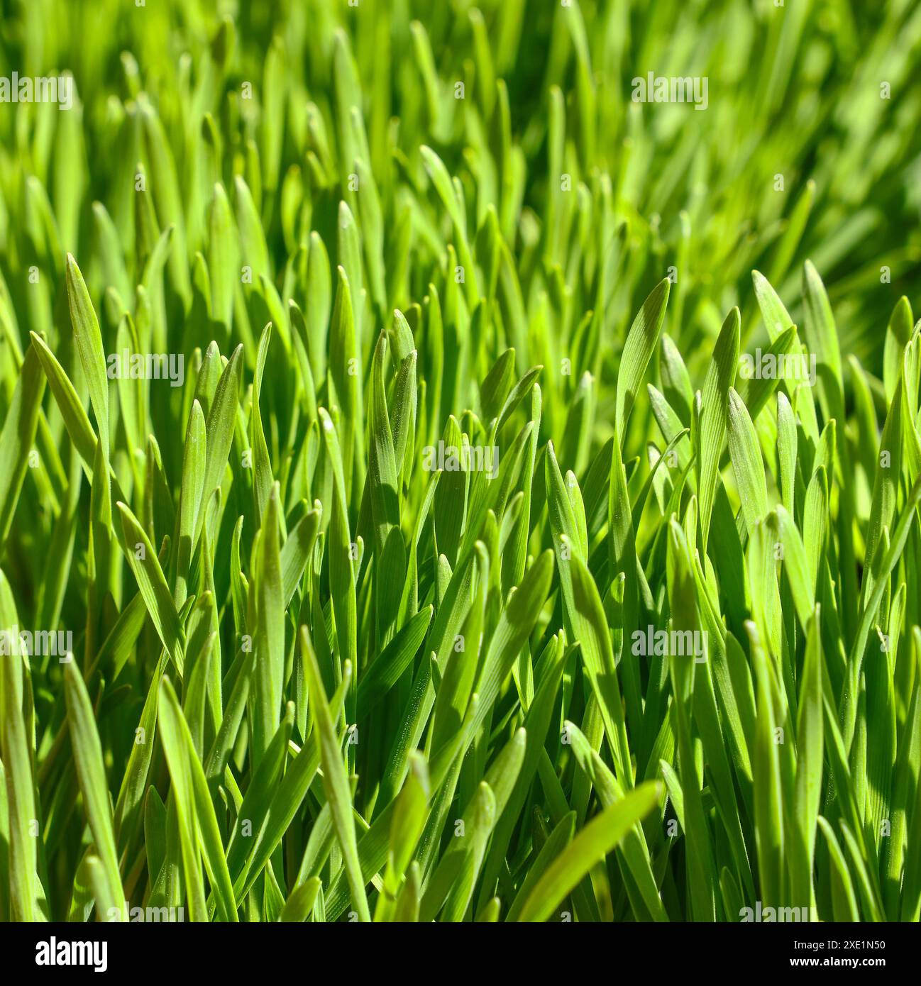 Grass lawn spring low angle hi-res stock photography and images - Alamy