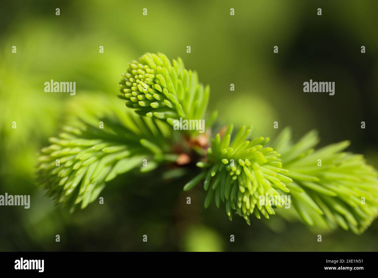 Pine spruce hi-res stock photography and images - Alamy