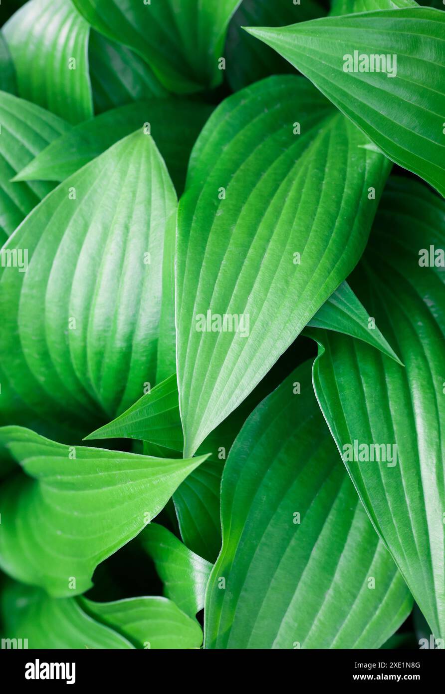 Green hosta plant hi-res stock photography and images - Alamy