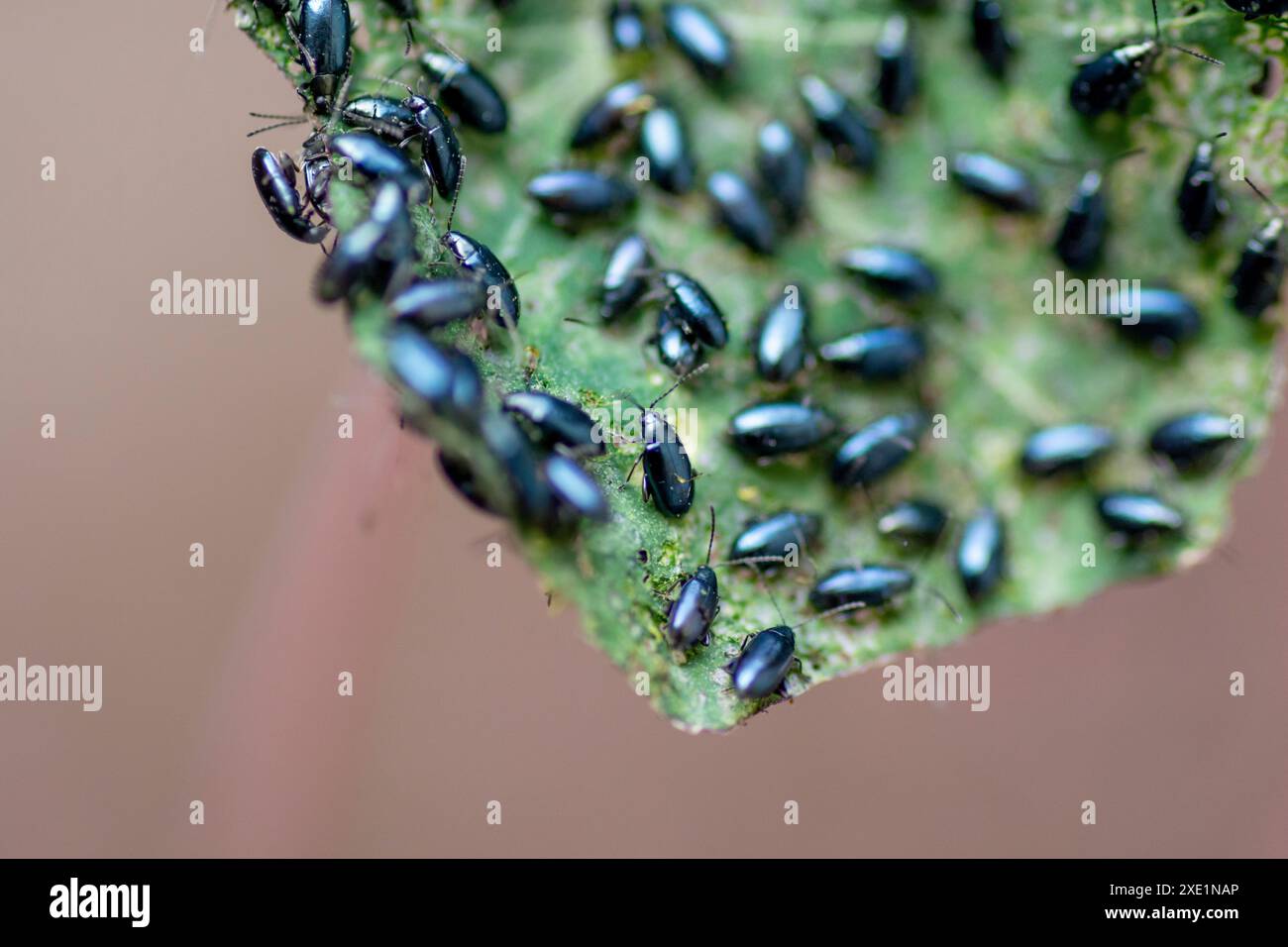 Infested crops hi-res stock photography and images - Alamy