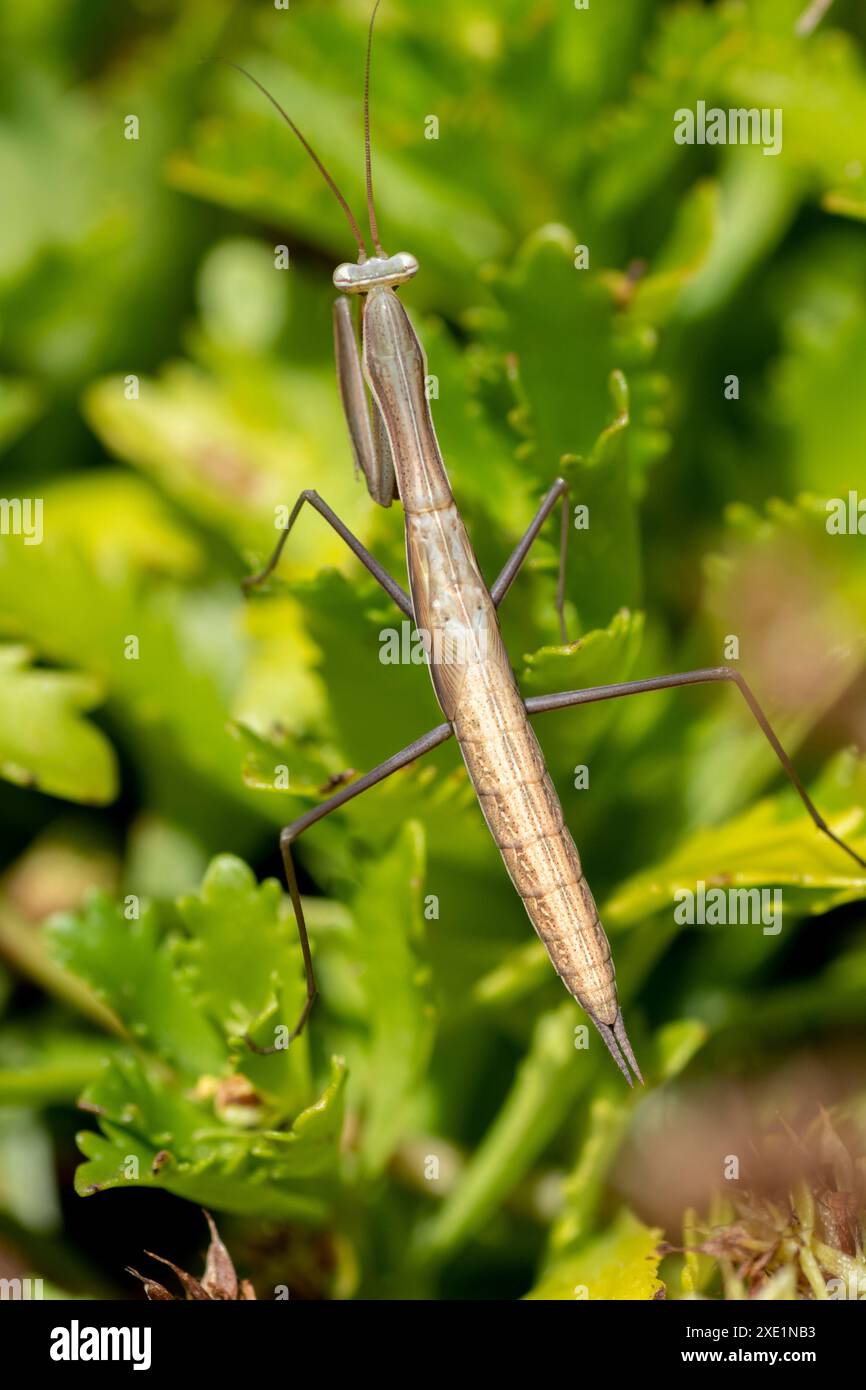 Posing praying mantis hi-res stock photography and images - Alamy