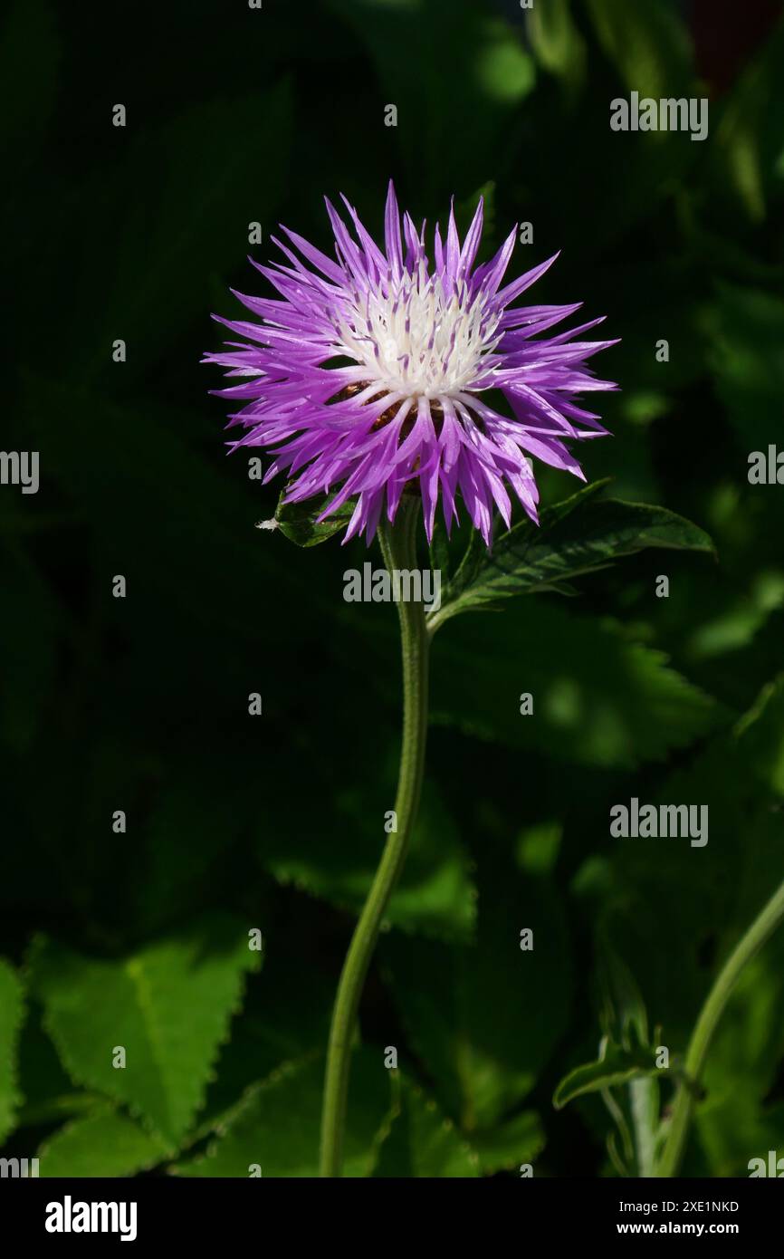 Centaurea jacea subsp angustifolia hi-res stock photography and images ...