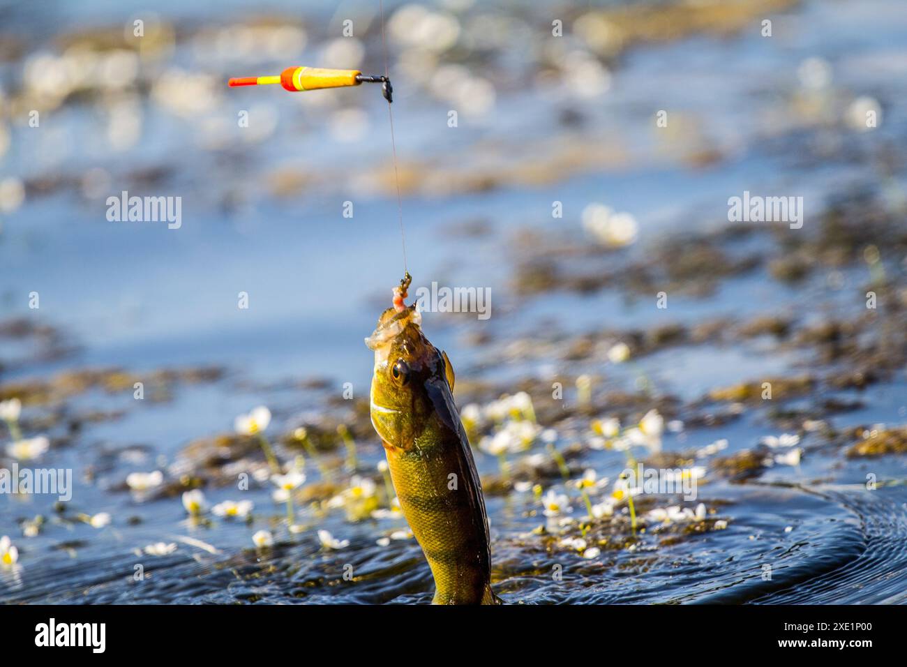 Fishing with a float rod Stock Photo - Alamy