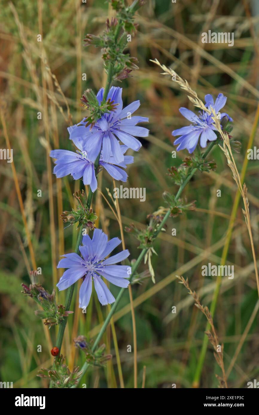 Hindlefte hi-res stock photography and images - Alamy