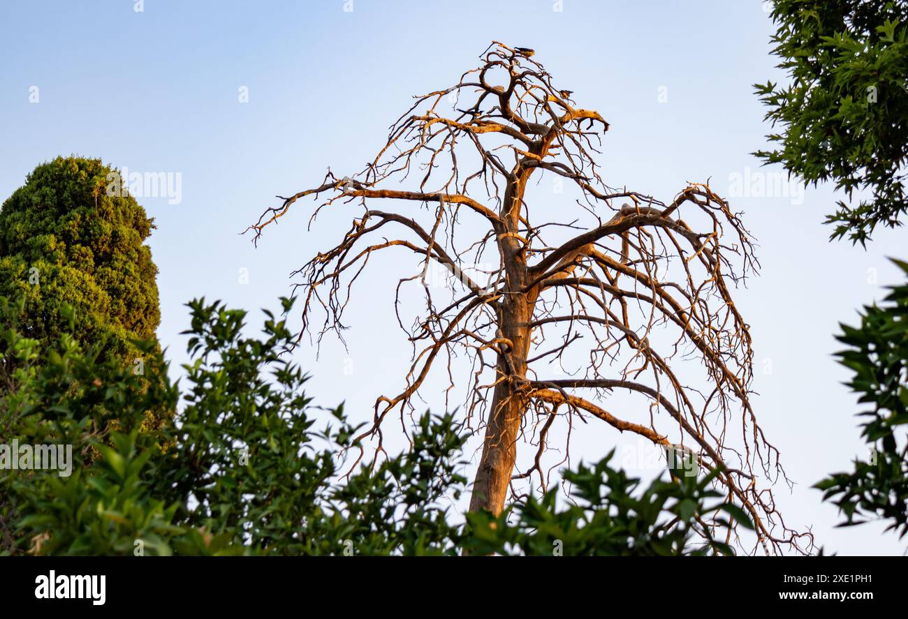Dead tree inside a garden Stock Photo - Alamy