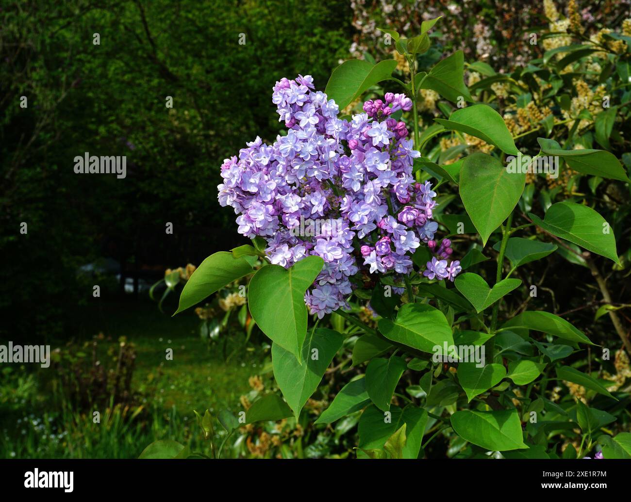 Violet shrub syringa vulgaris hi-res stock photography and images - Alamy