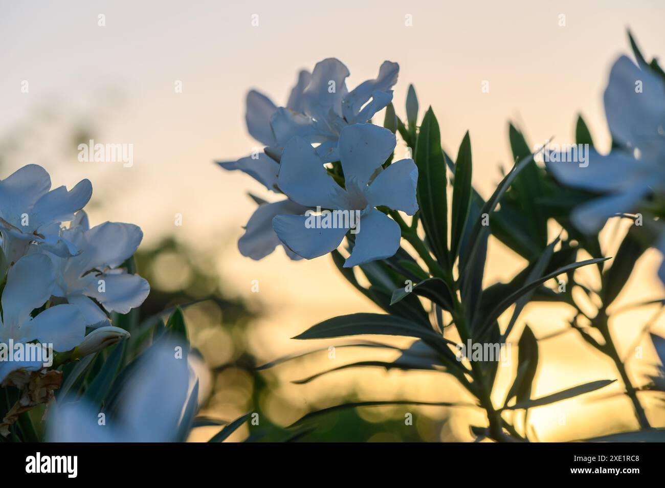 Nerium oleander sunset hi-res stock photography and images - Alamy