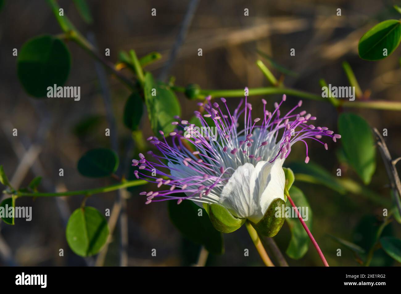white flower of the caper with purple pistils 1 Stock Photo - Alamy
