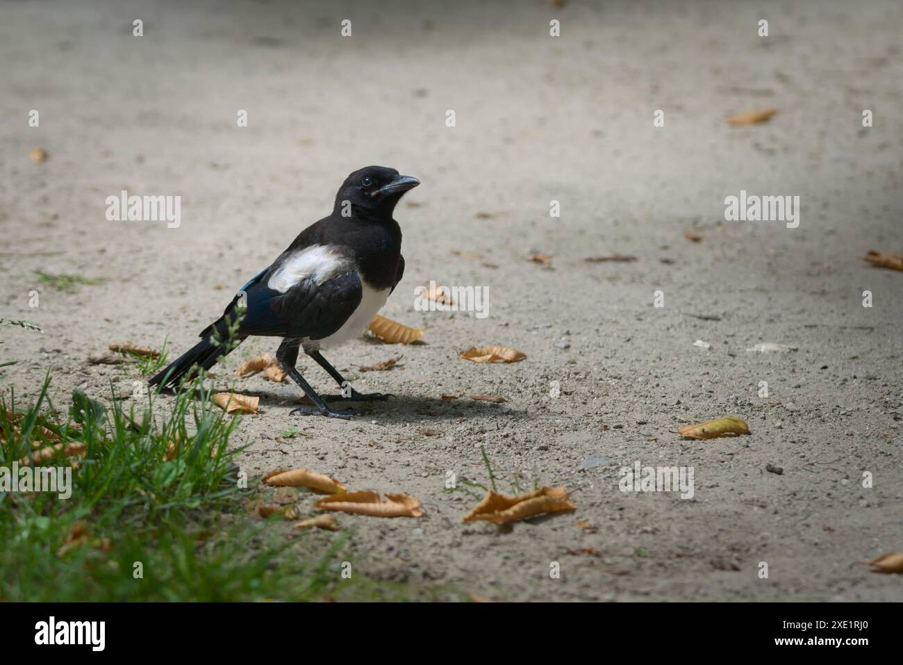 Juvenile magpie with rustled feathers, sitting on the ground Stock ...