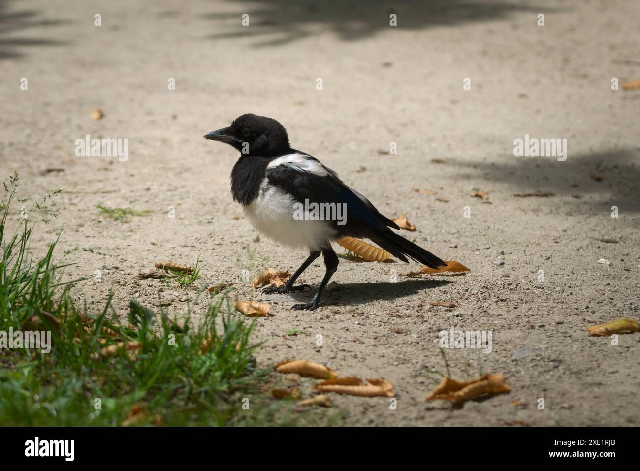 Juvenile magpie with rustled feathers, sitting on the ground Stock ...